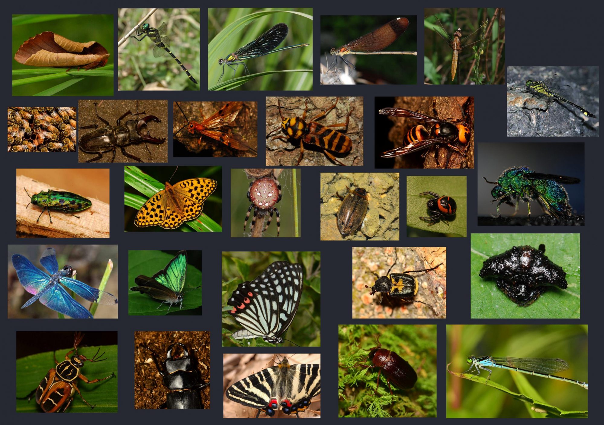 mushi-mushi.com - Japanese insect photographer.Love,wind and insects ...